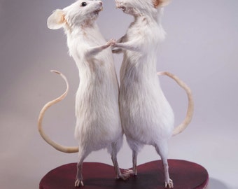 Conjoined Mouse Two Headed Mouse Animal Taxidermy 2 headed NY
