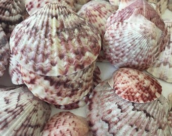 Bulk seashells | Etsy