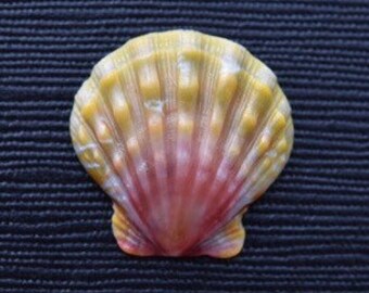 Sunrise shell | Etsy