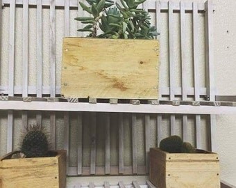 Succulent gift box | Etsy