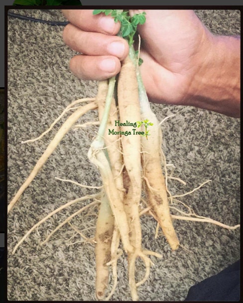 1-Moringa Oleifera Root 5months old