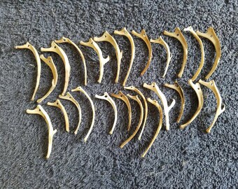 Rabbit skeleton | Etsy