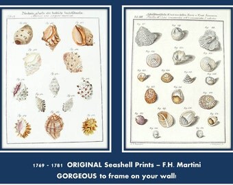 Shell illustration | Etsy