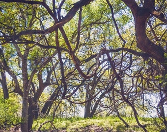 Curly tree branches | Etsy