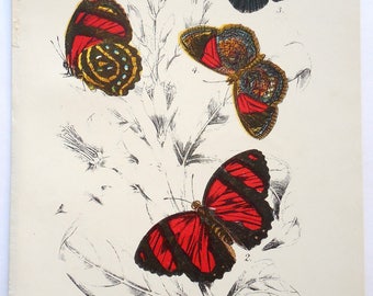 Butterfly lithograph | Etsy