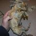 Petrified/Mummified/Preserved Fetal Piglet by FarrowsWay on Etsy