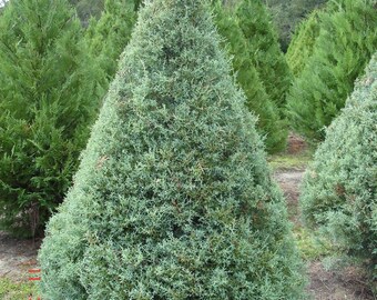 Blue cypress tree | Etsy