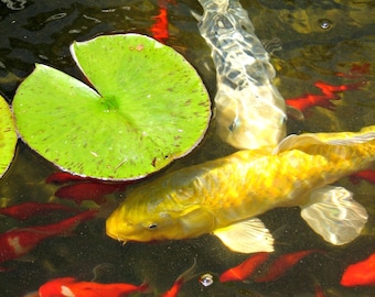 Koi fish | Etsy