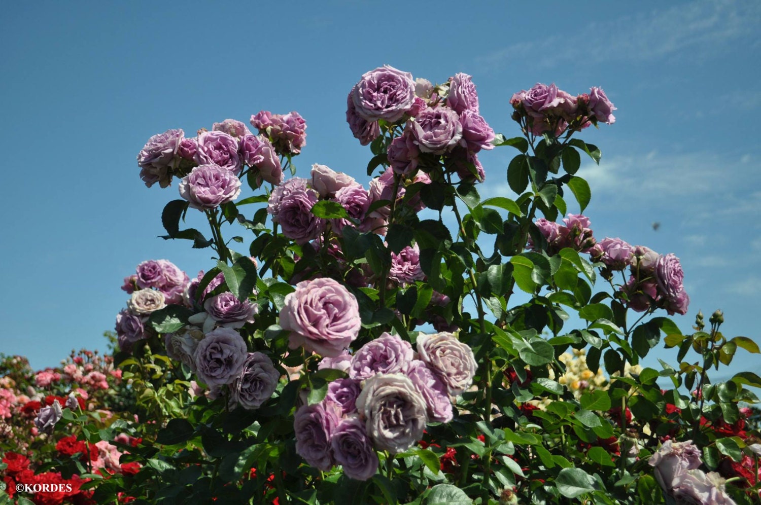 Arborose ® Quick Silver ™ Rose Bush Lush Lavender Purple