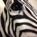Faux Taxidermy Zebra Head Animal Friendly Decorative by BrokenHare