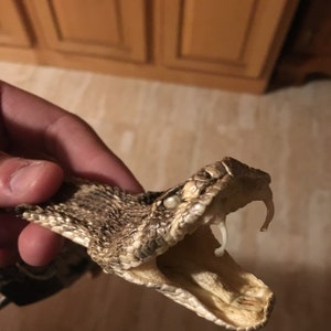 Rattlesnake Head Keychain : Wide Open Mouth 42-30W