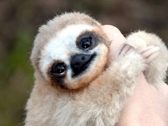 Small Sloth