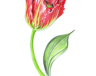 Tekening tulp | Etsy