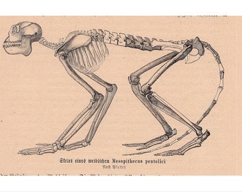 Monkey skeletons | Etsy