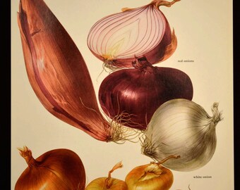 Items similar to Onion print of Original watercolor painting on Etsy