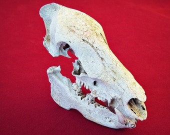 Javelina skull | Etsy