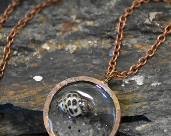 Seashell pipe | Etsy