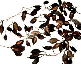 Tree seed pods | Etsy