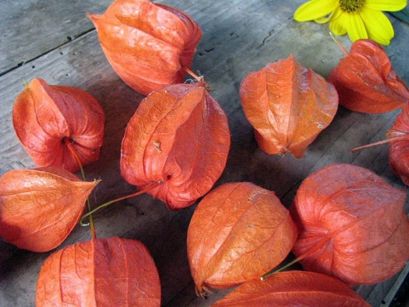 Chinese lantern, Dried flowers, Physalis, Natural pods, home decor ...