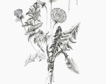 Botanical drawings | Etsy