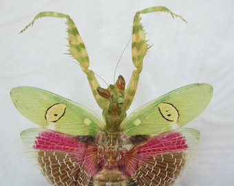 Praying mantis | Etsy