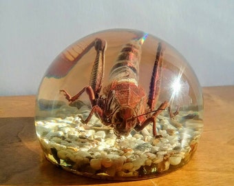 Insect specimen | Etsy