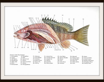 Fish anatomy | Etsy