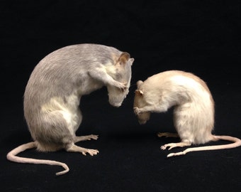 Taxidermy rat | Etsy