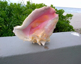 Caribbean decor | Etsy