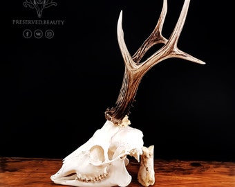 Real animal skull | Etsy