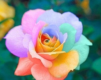 Rainbow rose seeds | Etsy