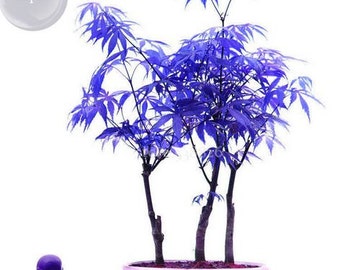 Maple tree seeds | Etsy