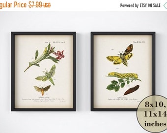 Antique insect print | Etsy