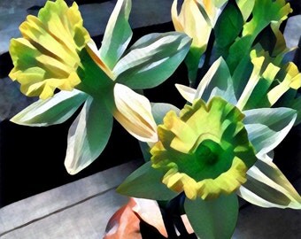 Daffodil photo | Etsy