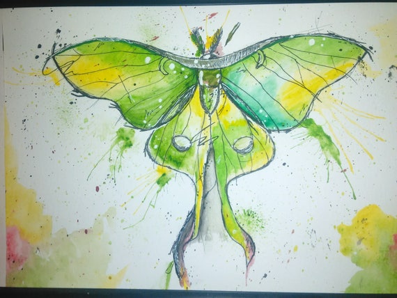 Luna Moth Watercolor