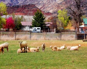 Sheep photography | Etsy
