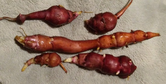 Sunchoke Variety Red Rover Helianthus tuberosa Sunroot