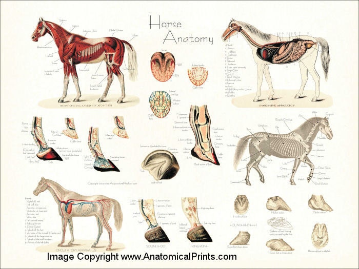 Pferd Anatomie Poster Wandkarte 18 X 24