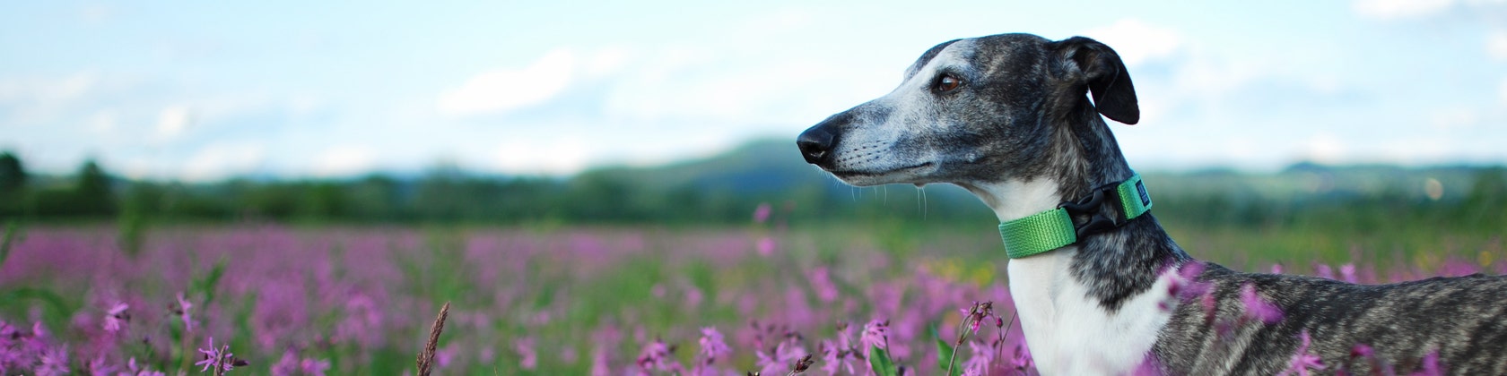 Handcrafted dog collars leashes and coats by KIWIDOGS on Etsy