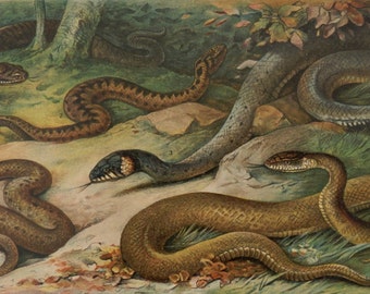 Vintage snake print | Etsy