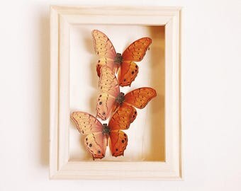 Butterfly shadow box | Etsy