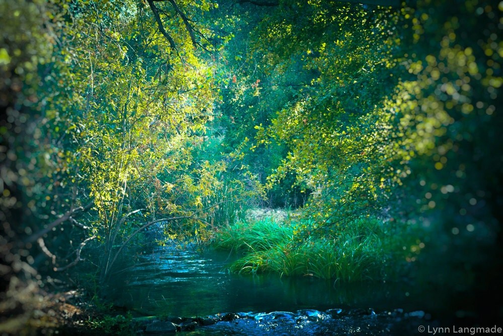 Nature Prints river trees 8x10 landscape photo 11x14 16x20
