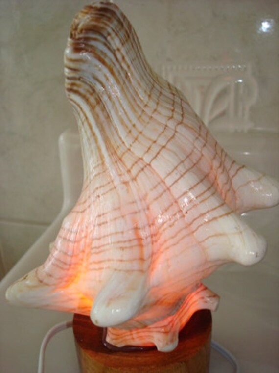 Items similar to Fox seashell Lamp, Seashell Light, Conch Seashell ...