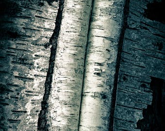 Birch bark art | Etsy