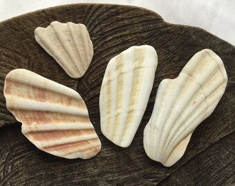 Angel wing shell | Etsy