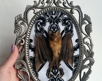 Taxidermy bat | Etsy