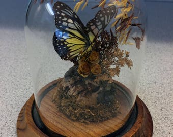 Butterfly terrarium | Etsy