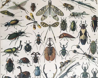 Láminas de insectos | Etsy