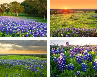 Bluebonnet decor | Etsy