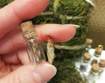 Butterflies cocoon | Etsy